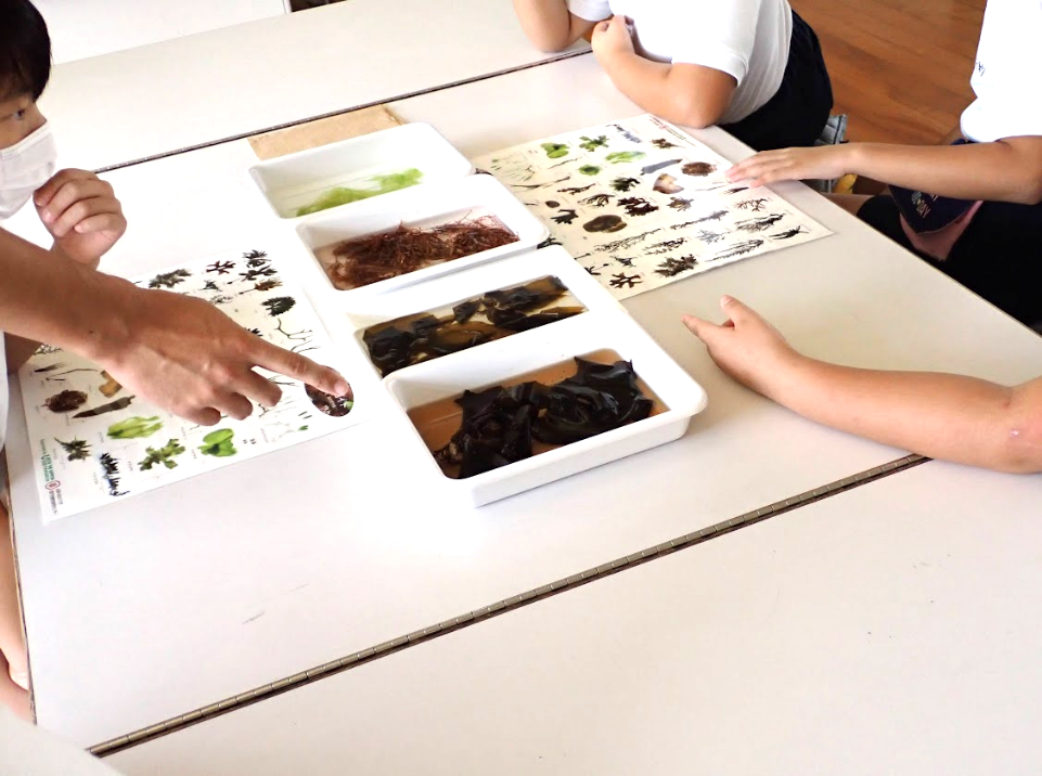 「ミライの海と身体を育てる」PROJECT ‘’南房総市立富浦小学校 特別授業参観‘’ を開催しました！ ｜ 海と日本PROJECT【日本財団】